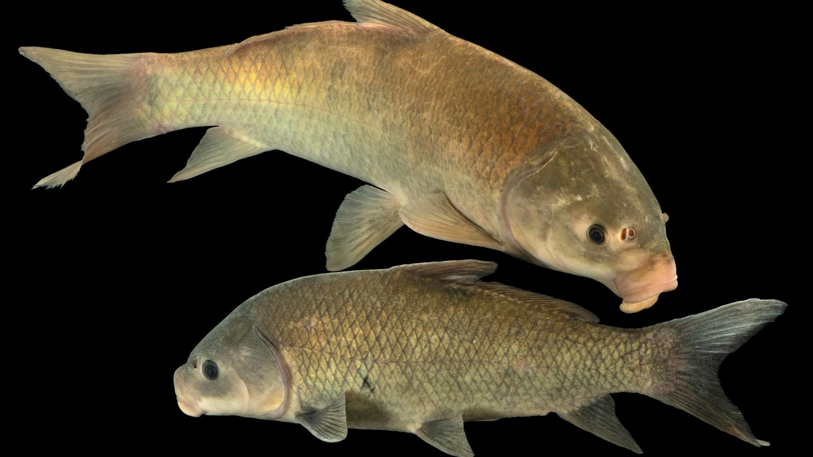 Descubriendo los Peces Buffalos: Características, Hábitat y Rol ...